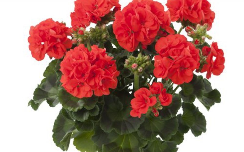 Pelargonium Zonale Toscane - Pelargonium Zonale | International Plant ...