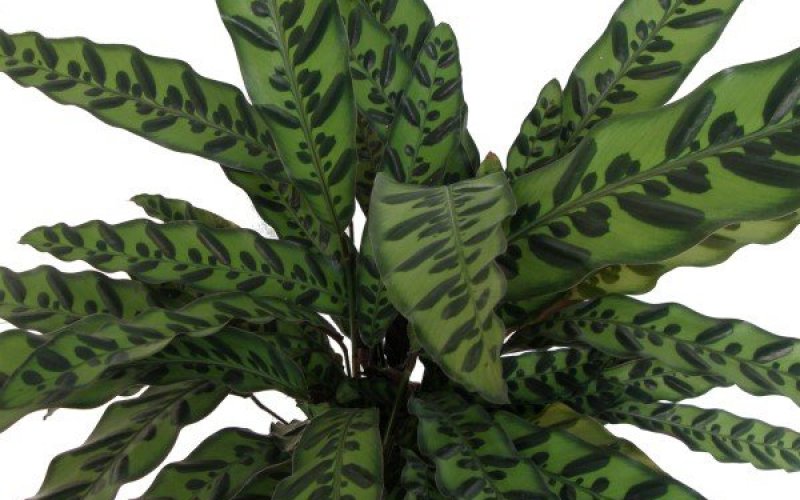 Calathea Insignis (Lancifolia) - Calathea | International Plant Trade B.V.