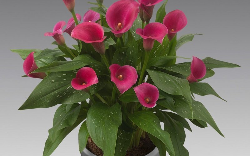 Captain Cheerio - Zantedeschia | International Plant Trade B.V.