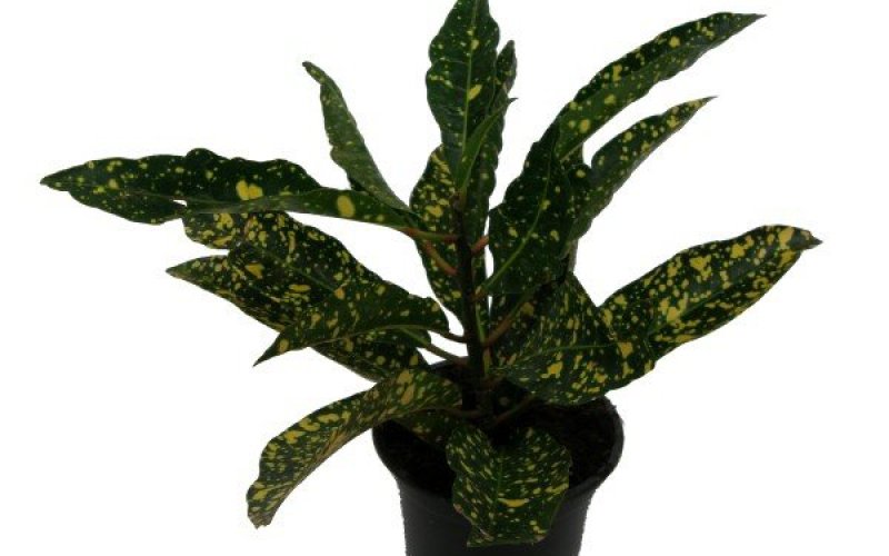 Codiaeum Gold Star - Codiaeum | International Plant Trade B.V.