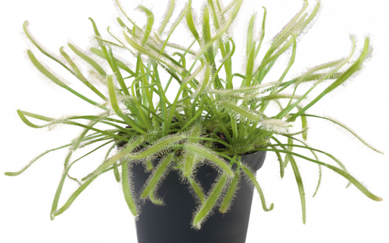 Drosera Capensis Alba | International Plant Trade B.V.