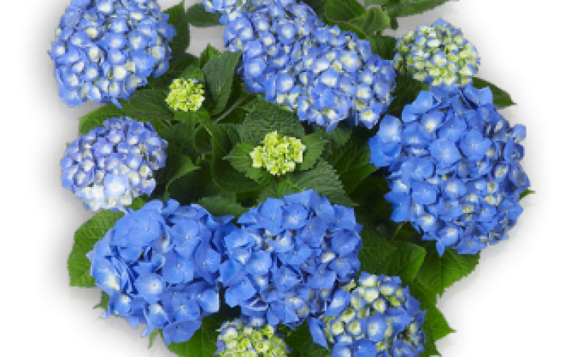 Hydrangea Bela Blue - Hydrangea | International Plant Trade B.V.