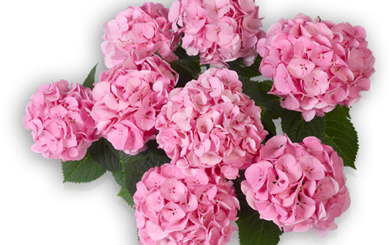 Hydrangea Bela Pink - Hydrangea | International Plant Trade B.V.