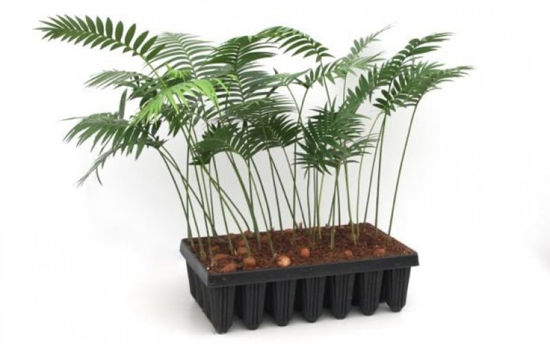 Dioon spinulosum - Palms | International Plant Trade B.V.