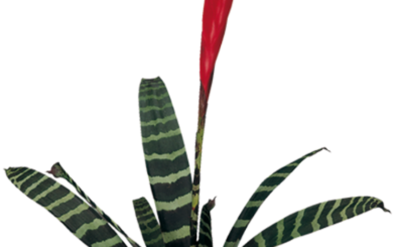 Vriesea Splenriet | International Plant Trade B.V.